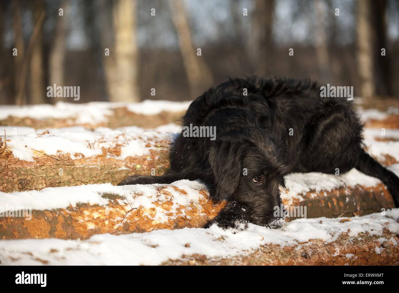 Labradoodle side view hi-res stock photography and images - Alamy
