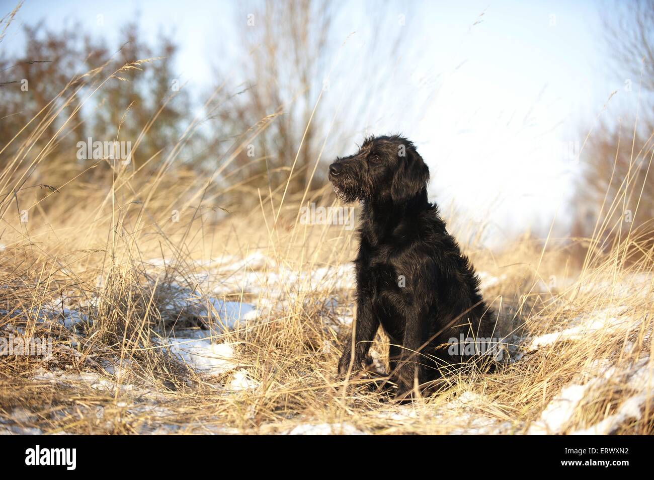 Labradoodle side view hi-res stock photography and images - Alamy