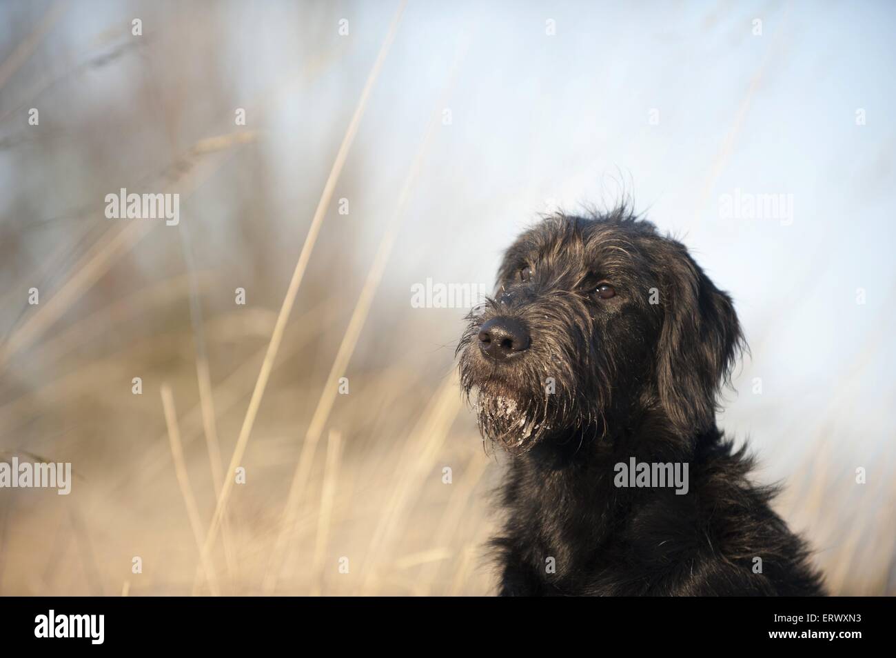 Labradoodle side view hi-res stock photography and images - Alamy