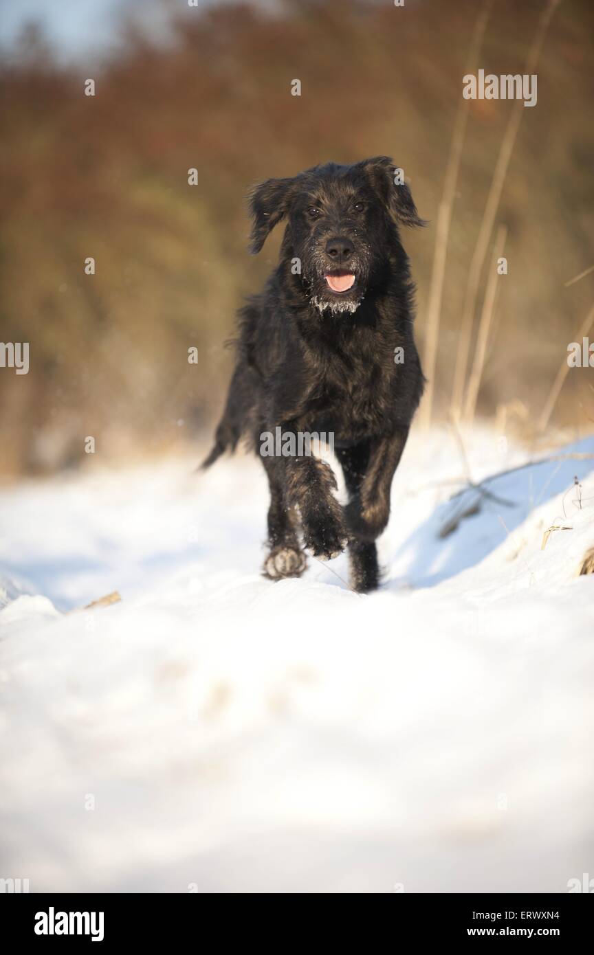Black labradoodle dogs hi-res stock photography and images - Alamy