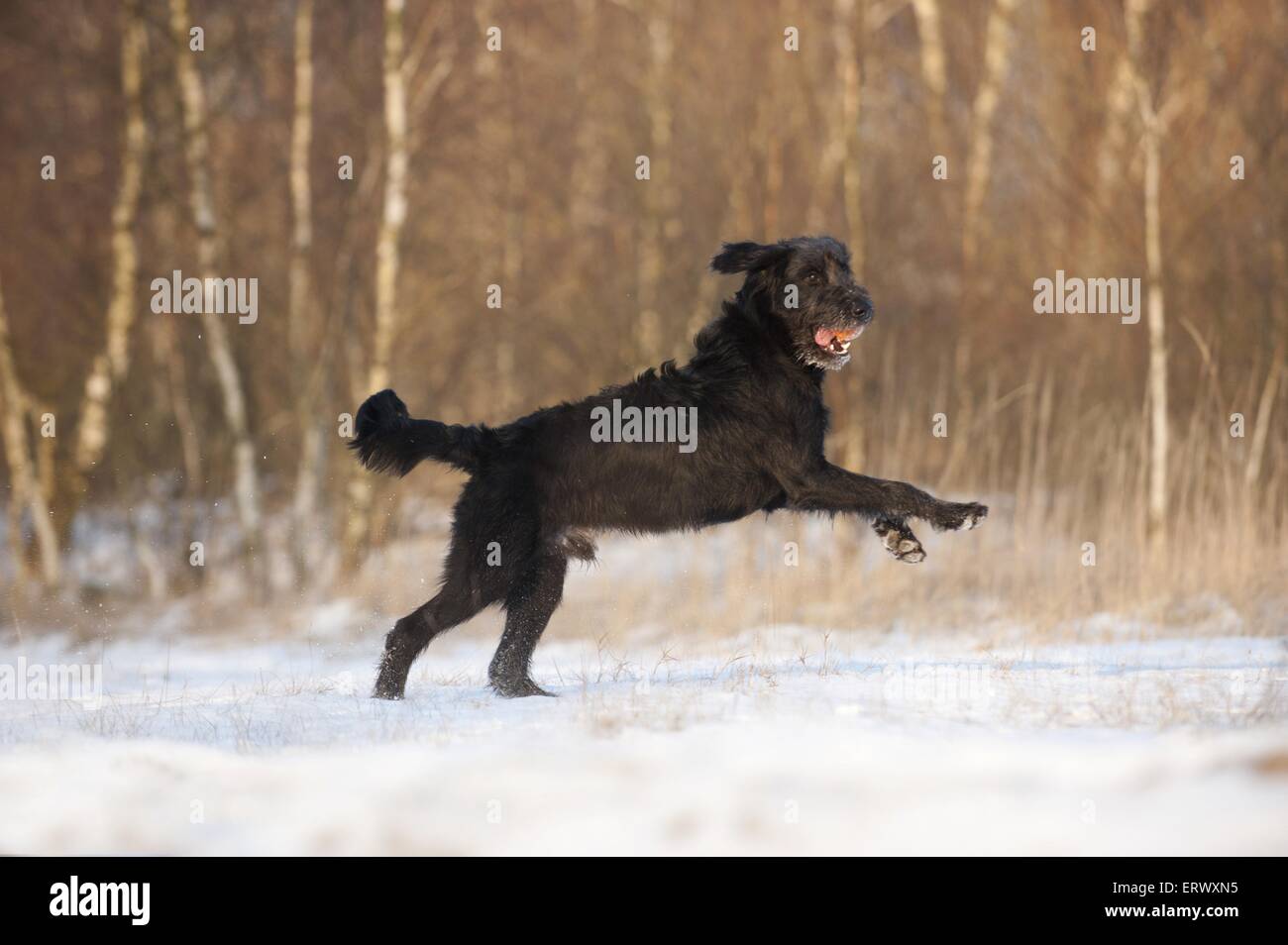 Labradoodle side view hi-res stock photography and images - Alamy