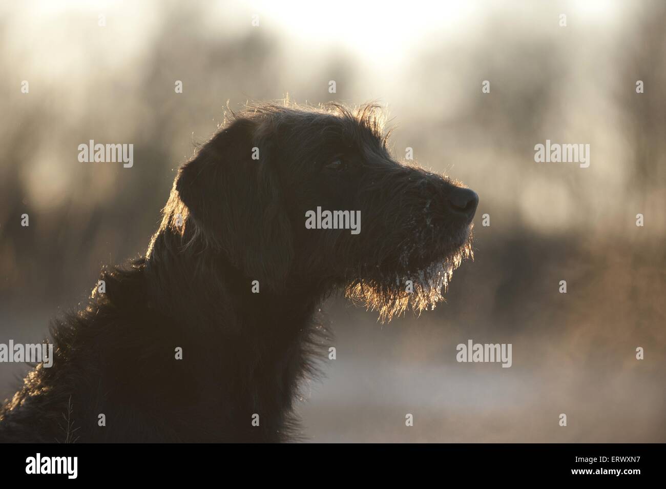 Labradoodle side view hi-res stock photography and images - Alamy
