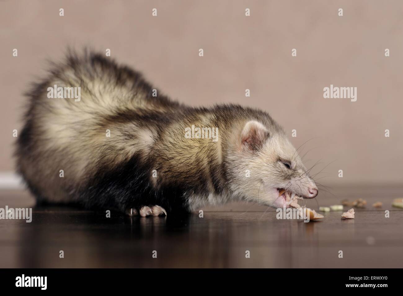 Ferret food hi-res stock photography and images - Alamy