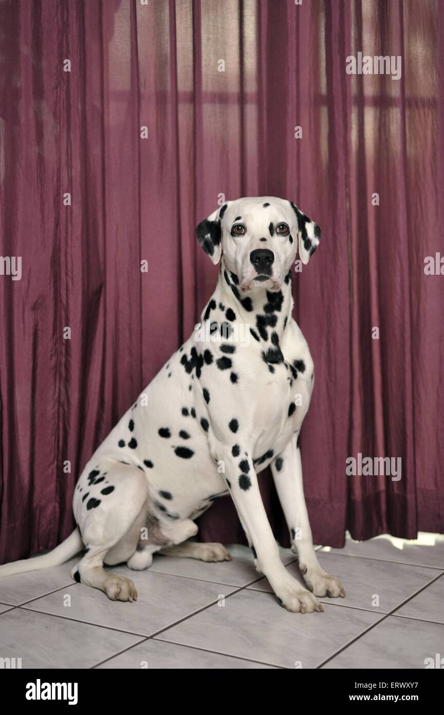 Spotty black and white dalmatian sitting hi-res stock photography and ...