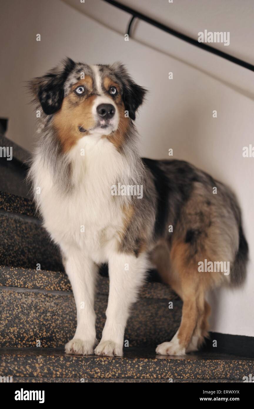 standing Australian Shepherd Stock Photo - Alamy