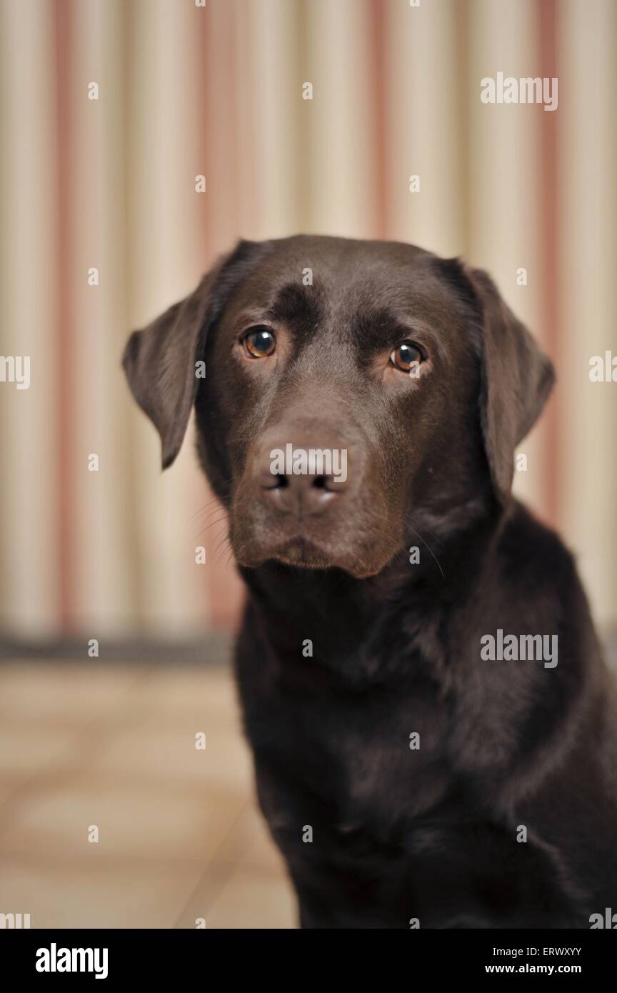 Labrador Retriever Portrait Stock Photo - Alamy