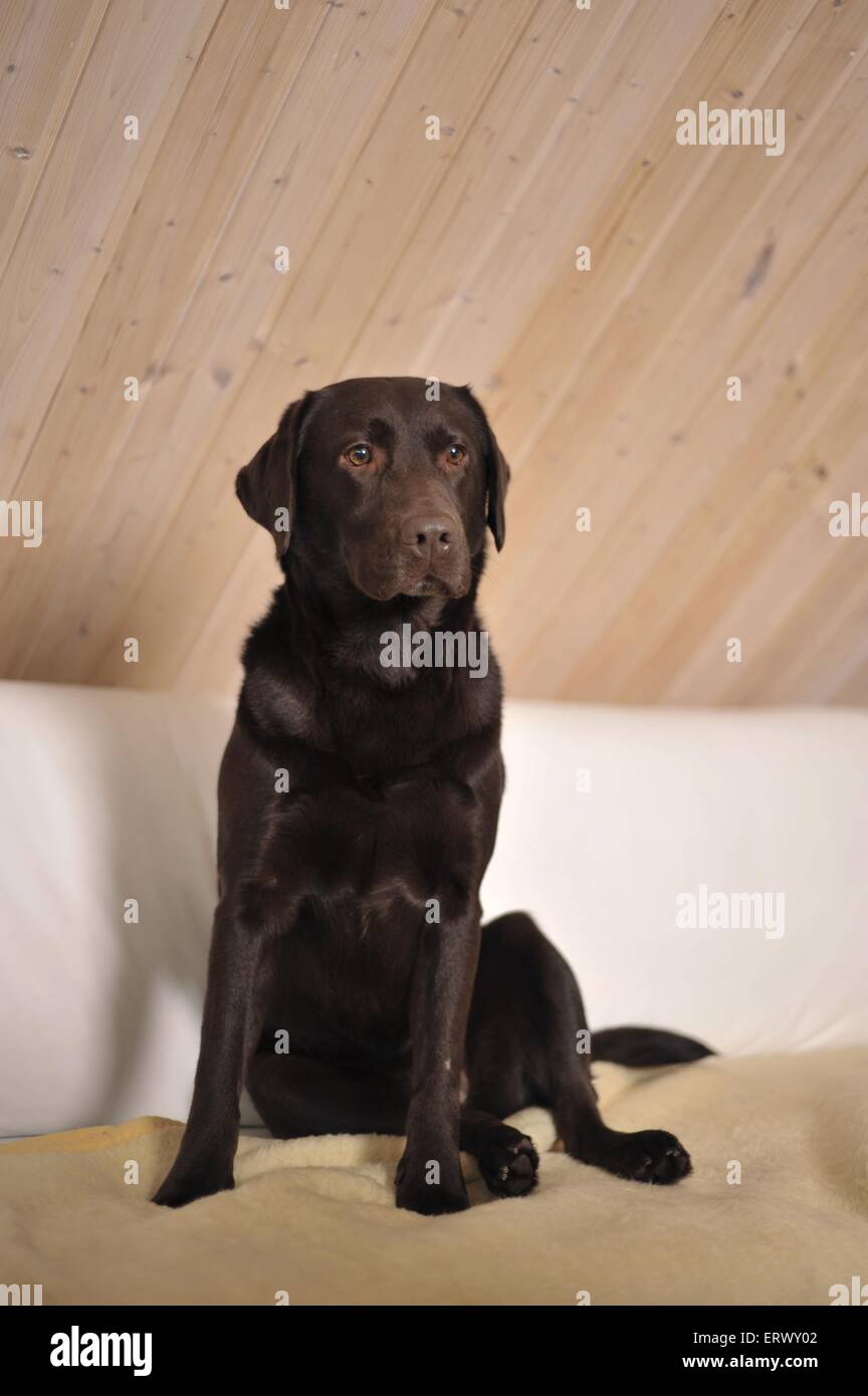 sitting Labrador Retriever Stock Photo - Alamy