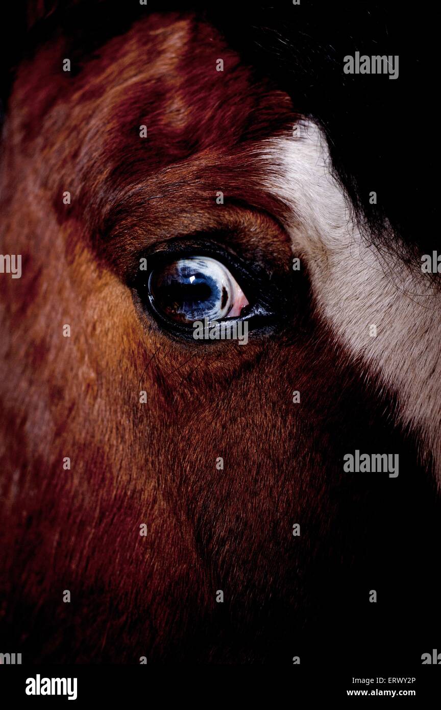 Pony eye hi-res stock photography and images - Alamy