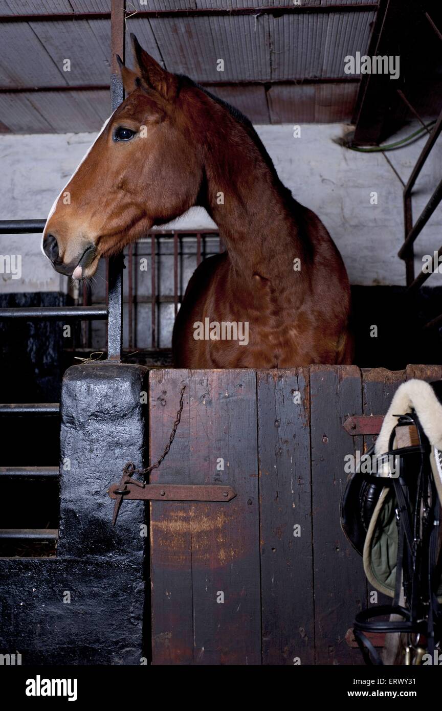 Keeping a pony hi-res stock photography and images - Alamy