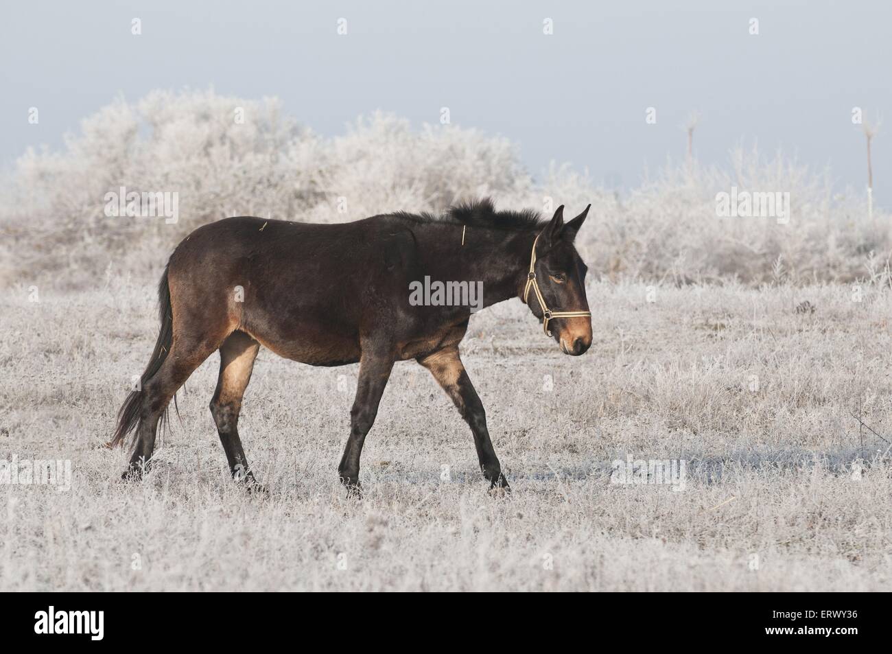 Mule go hi-res stock photography and images - Alamy