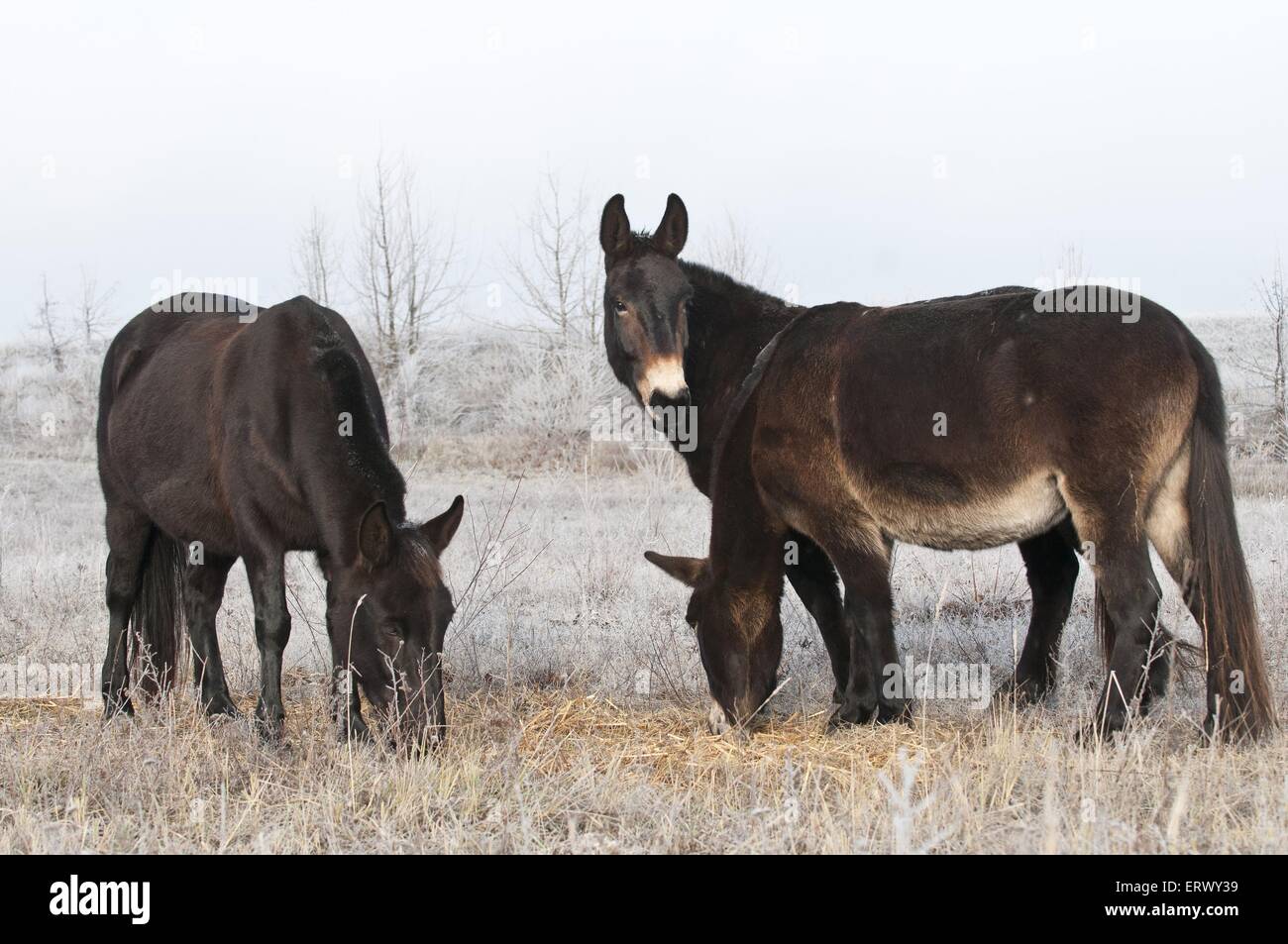 Donkey behavior hi-res stock photography and images - Alamy