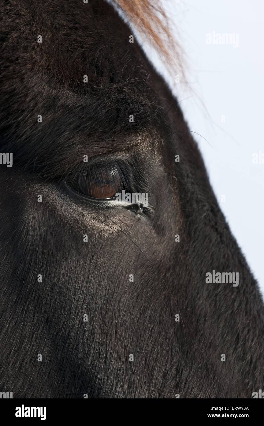 Dark mule hi-res stock photography and images - Alamy