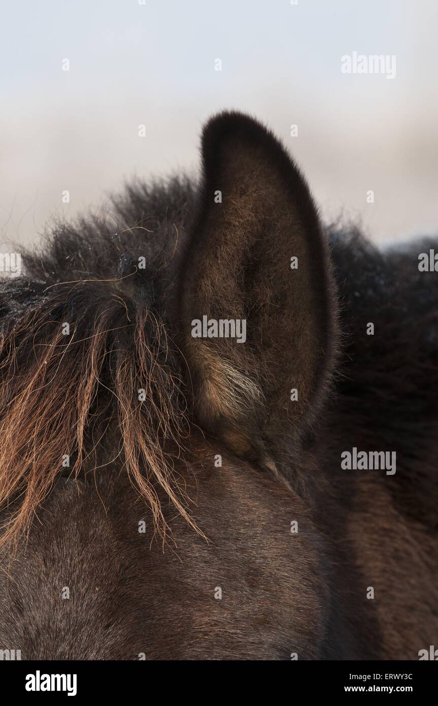 Mules ear hi-res stock photography and images - Alamy