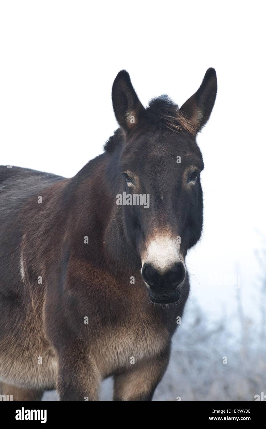 Mules dark hi-res stock photography and images - Alamy
