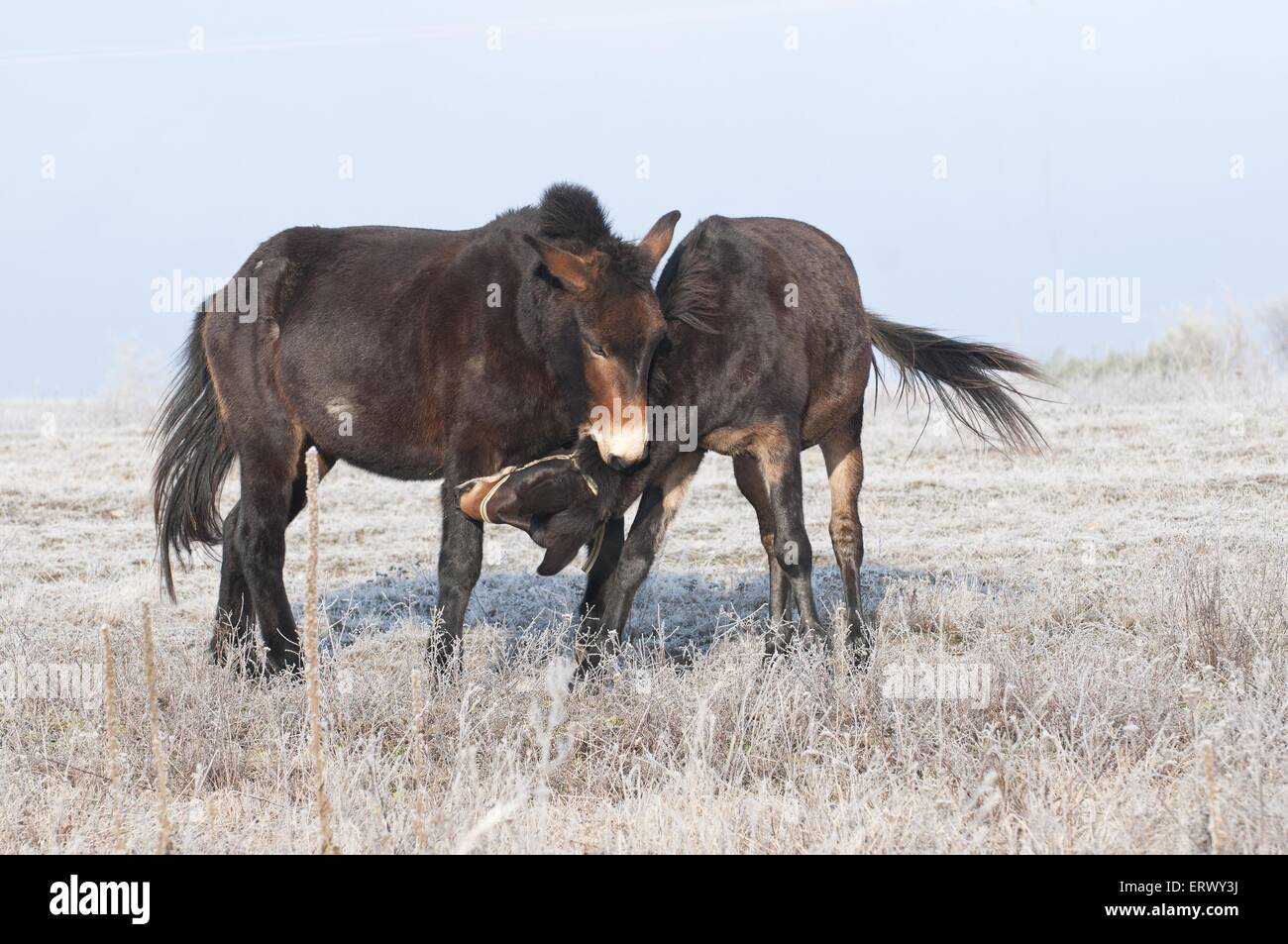 Donkey behavior hi-res stock photography and images - Alamy