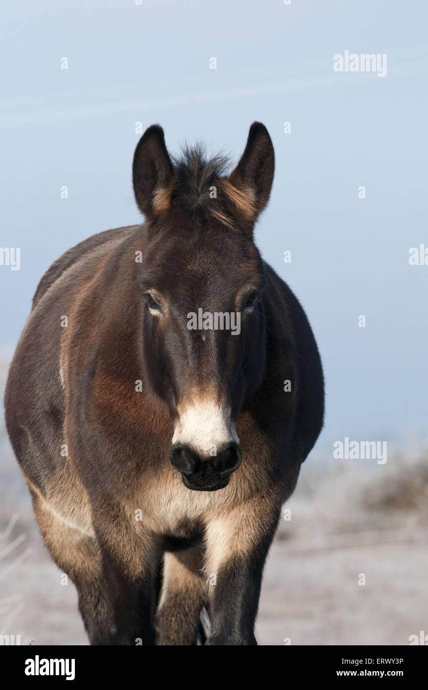 Mules eye hi-res stock photography and images - Alamy