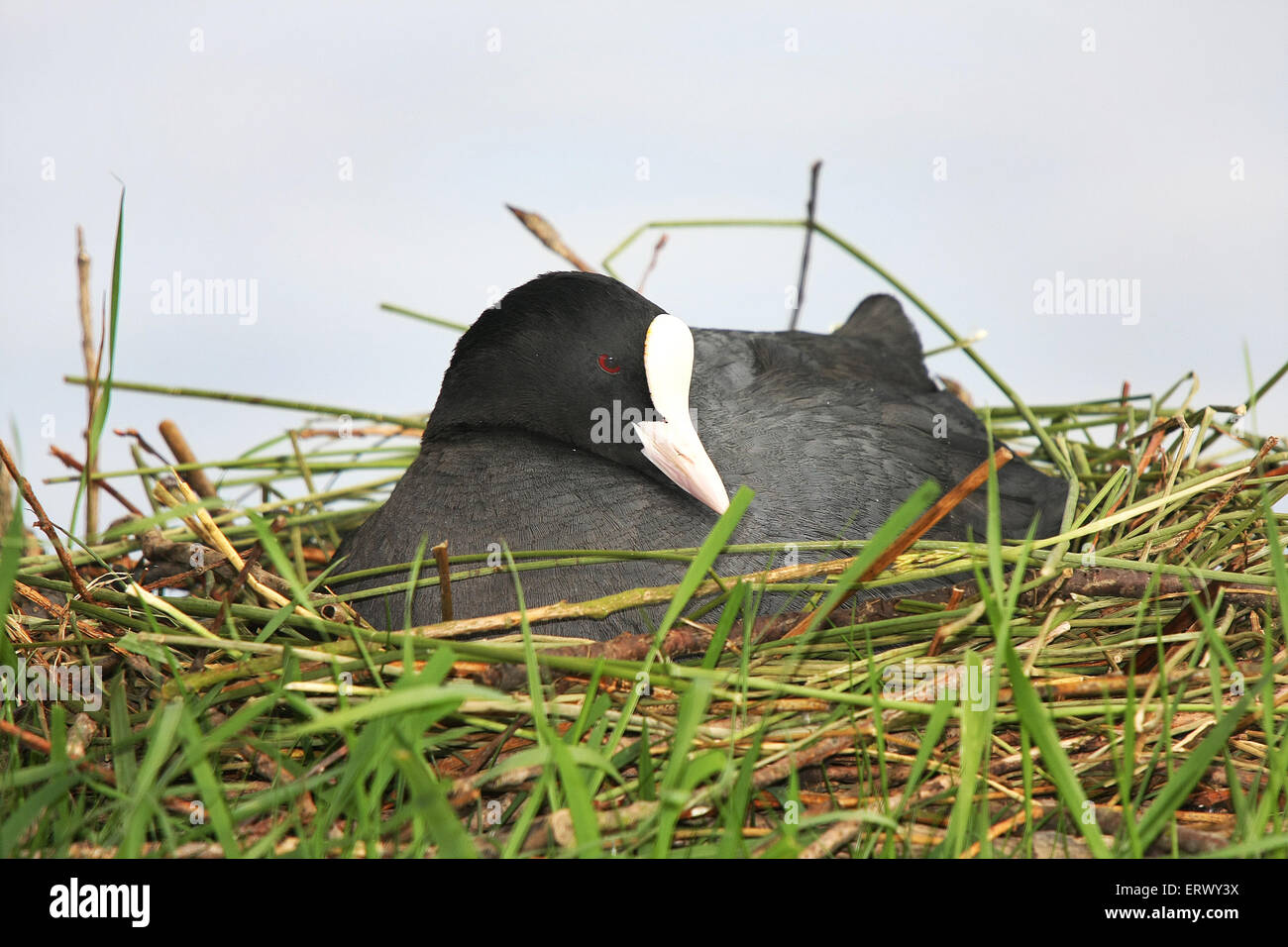 Coote on nest Stock Photo - Alamy