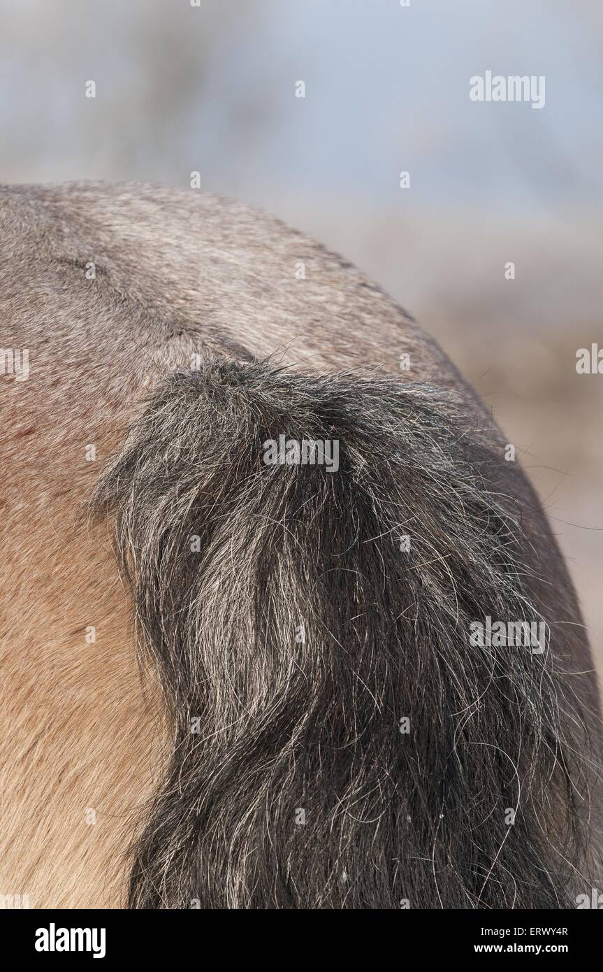 Rear view tail backside outdoors hi-res stock photography and images ...