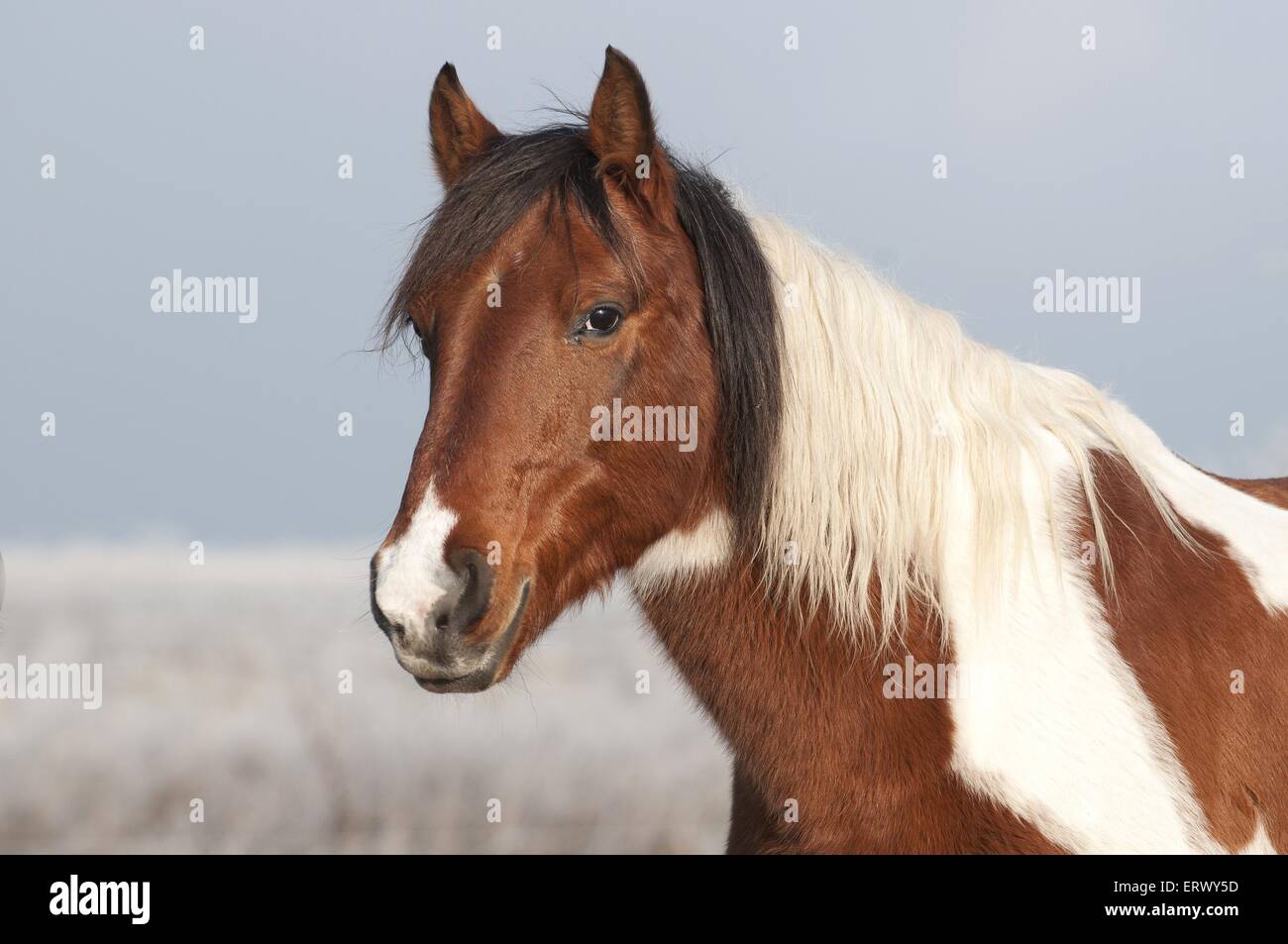 Lewitzer pony hi-res stock photography and images - Alamy