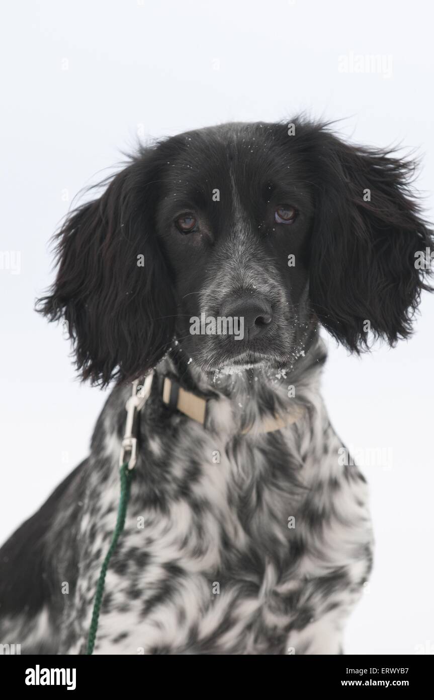 Are Large Munsterlander Puppies Lazy