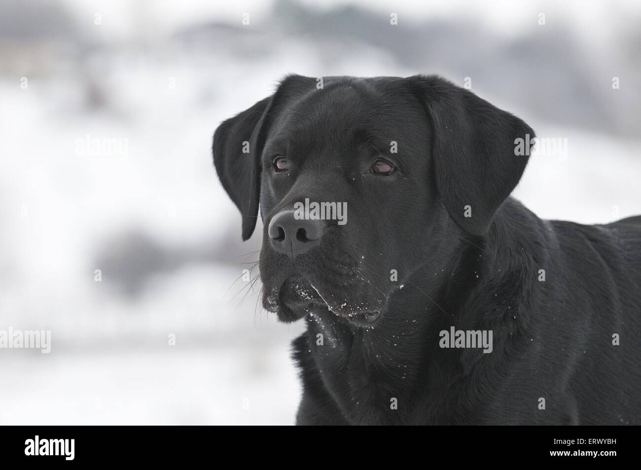 Labrador Retriever Portrait Stock Photo - Alamy