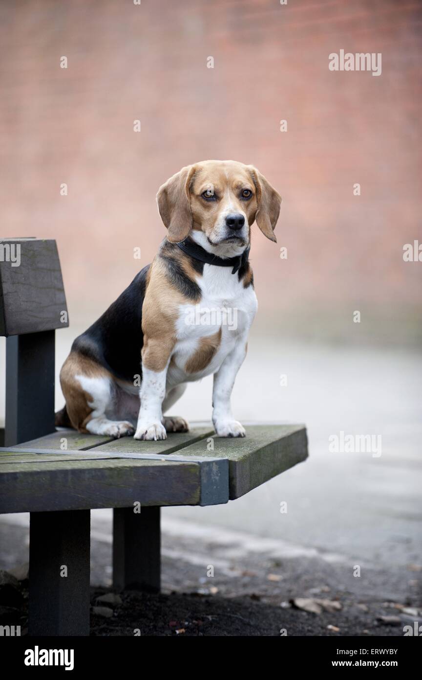 Single sit adult beagle dog hi-res stock photography and images - Alamy