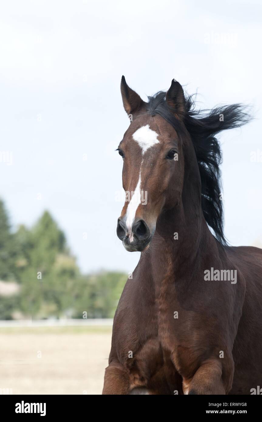 Kwpn hi-res stock photography and images - Alamy