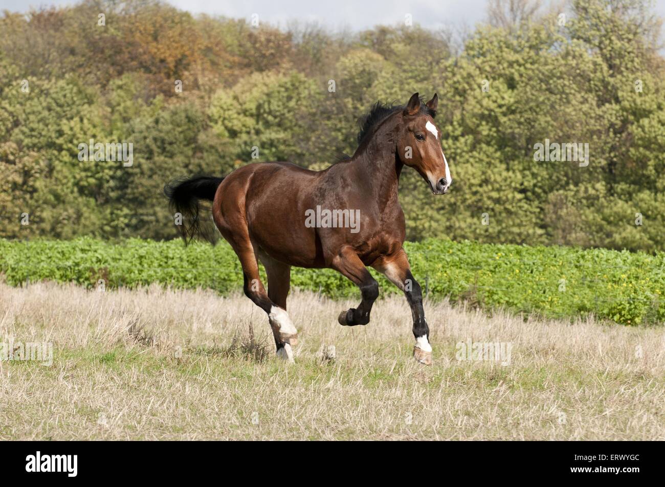 Kwpn hi-res stock photography and images - Alamy