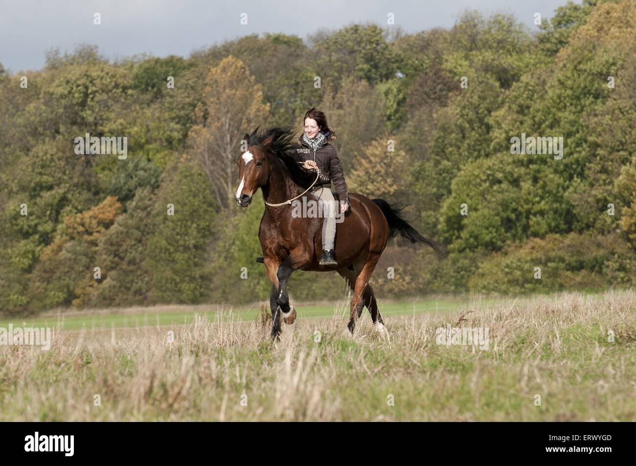 woman rides KWPN Stock Photo - Alamy