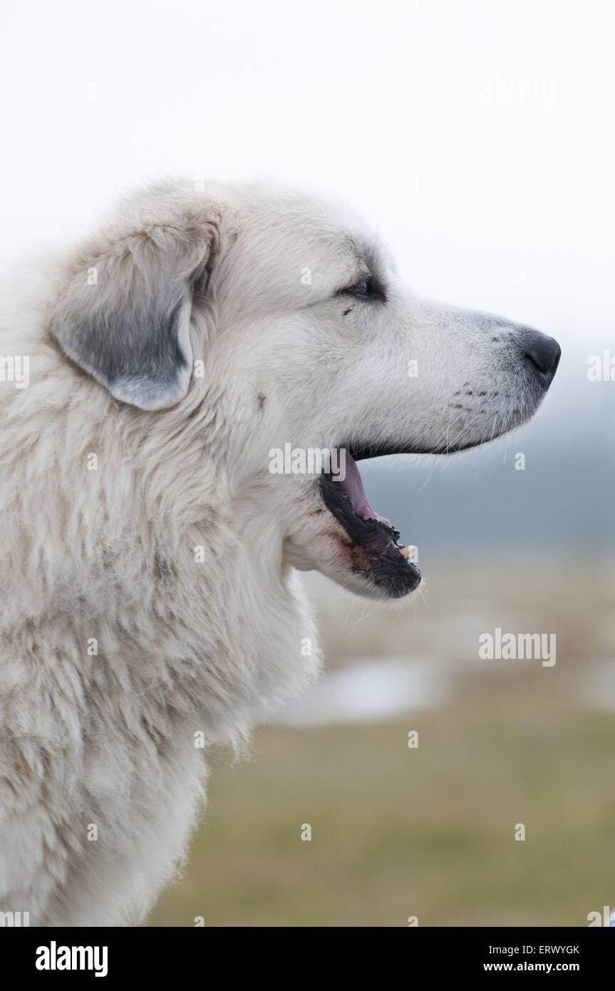 Great Pyrenees dog portrait Stock Photo - Alamy