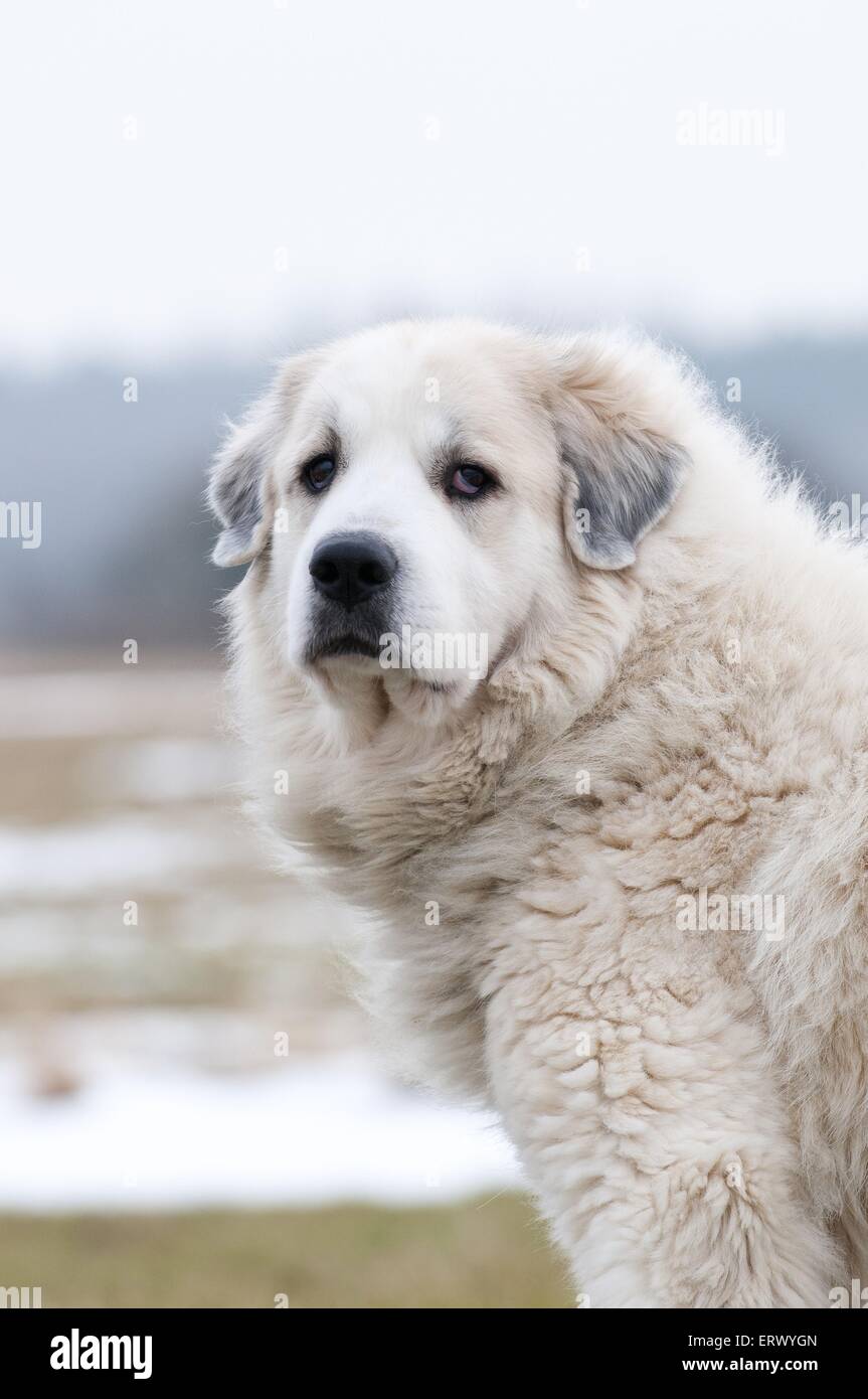 Great Pyrenees dog portrait Stock Photo - Alamy