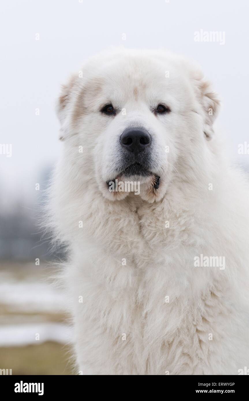 Great Pyrenees dog portrait Stock Photo - Alamy