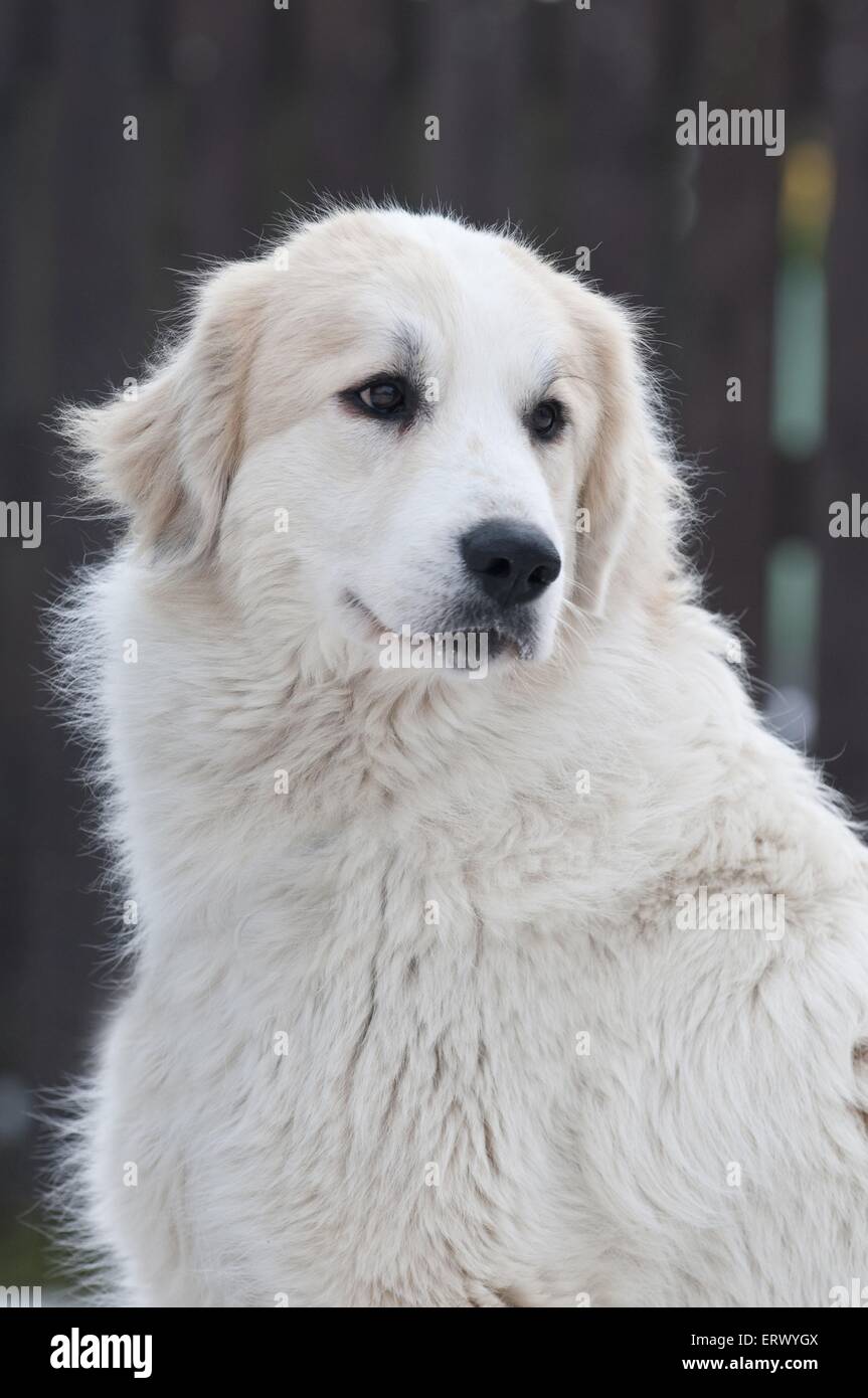 Great Pyrenees dog portrait Stock Photo - Alamy