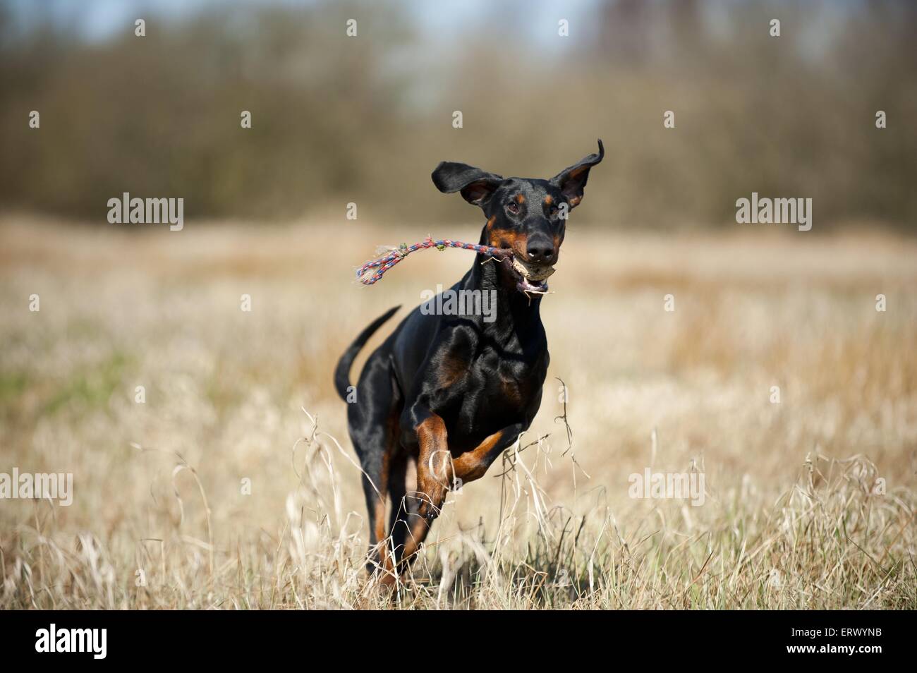 playing Doberman Pinscher Stock Photo - Alamy