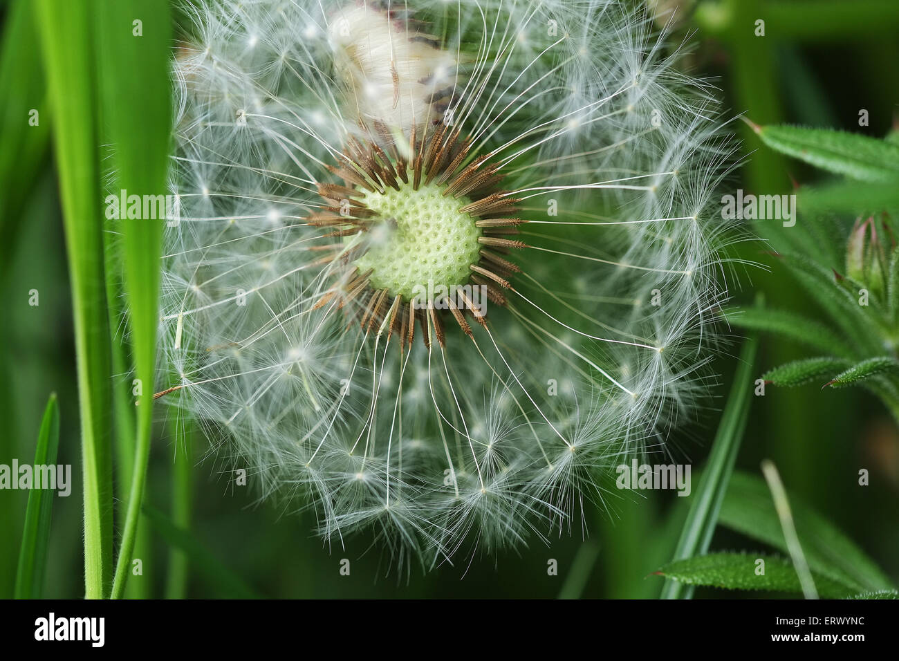 Dandelion seed head Stock Photo - Alamy