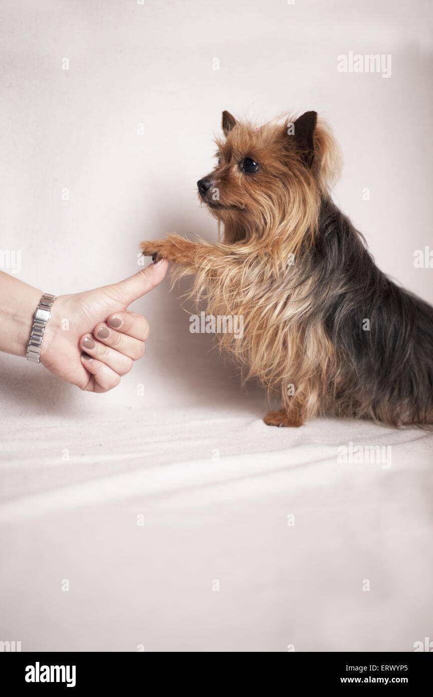 Yorkshire Terrier gives paw Stock Photo - Alamy