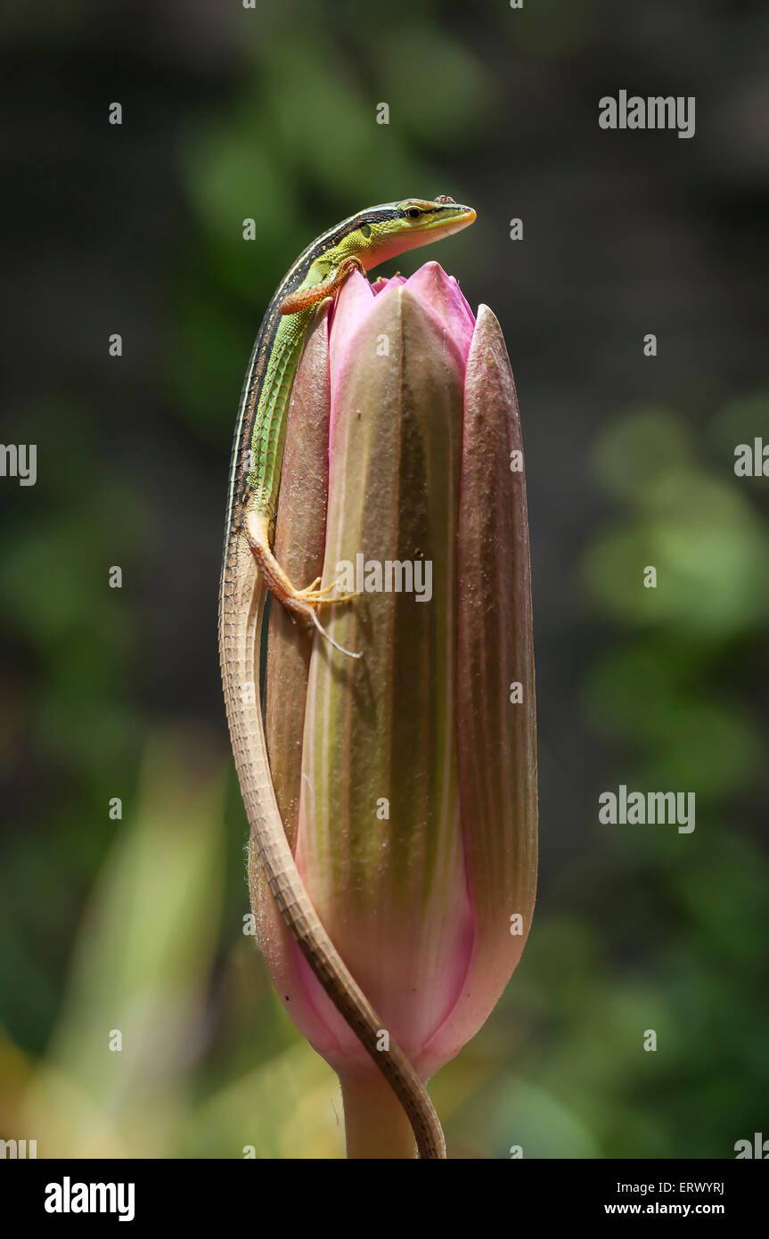 Lizard on a flower Stock Photo - Alamy