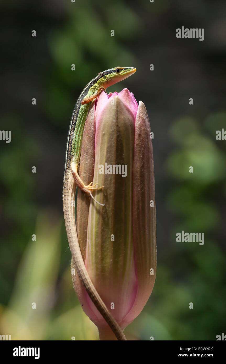 Lizard on a flower Stock Photo - Alamy