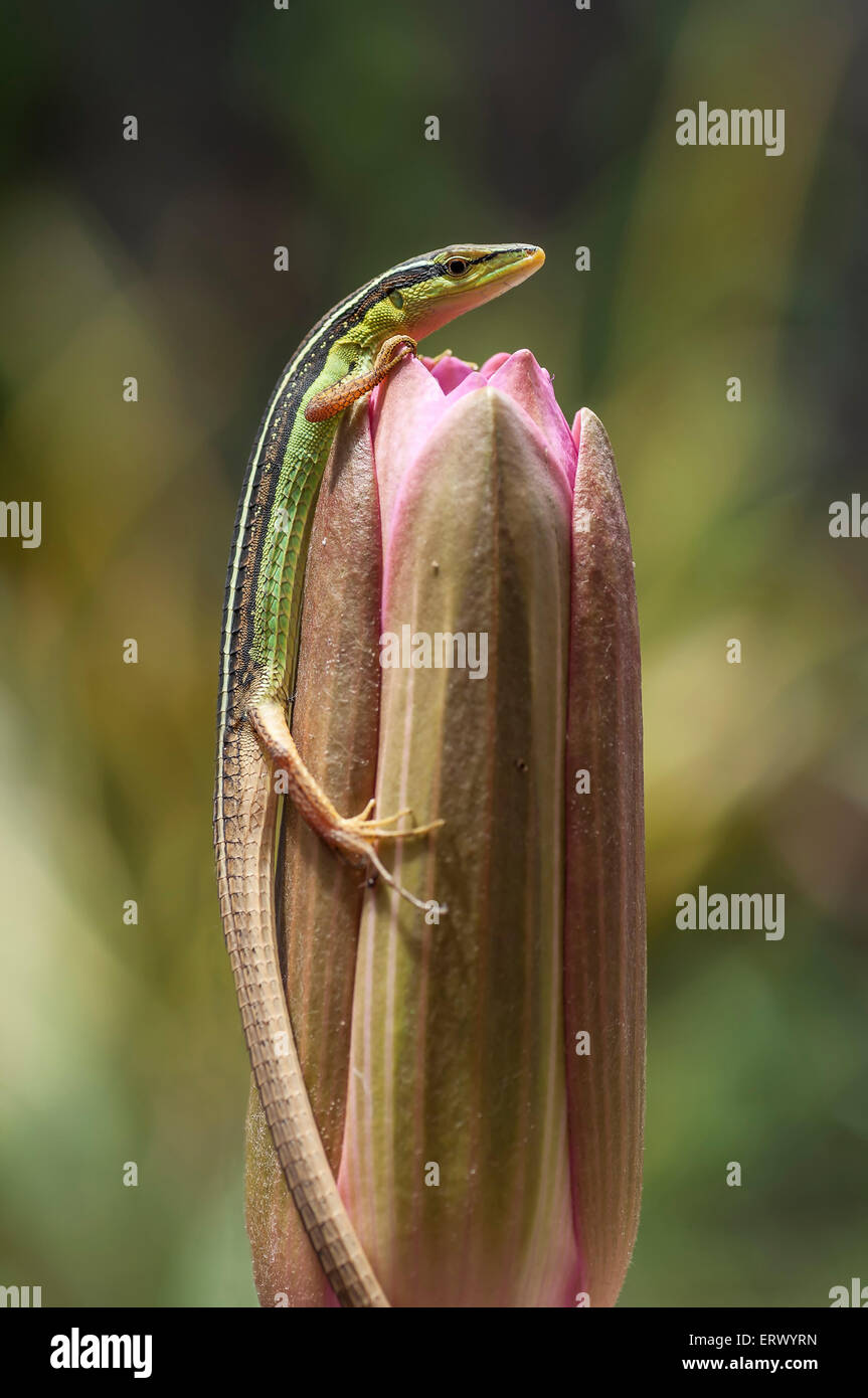 Lizard on a flower Stock Photo - Alamy