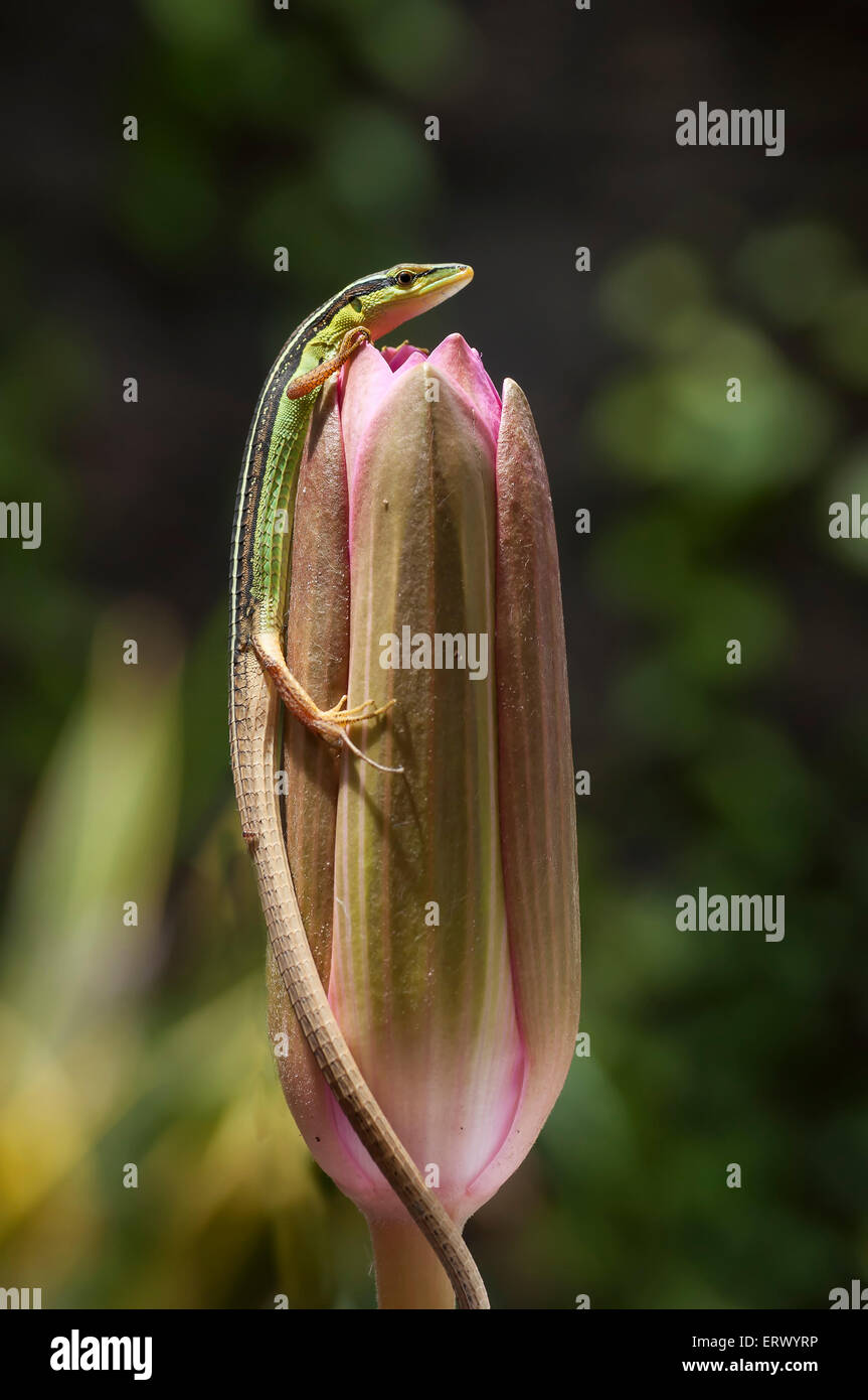 Lizard on a flower Stock Photo - Alamy