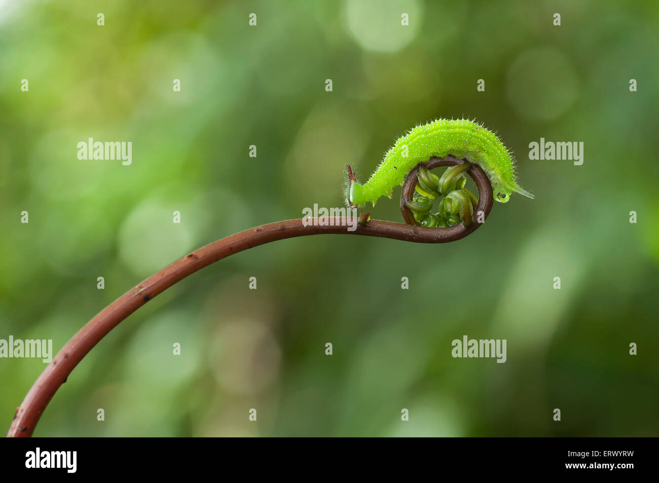 Caterpillar on leaf Stock Photo - Alamy