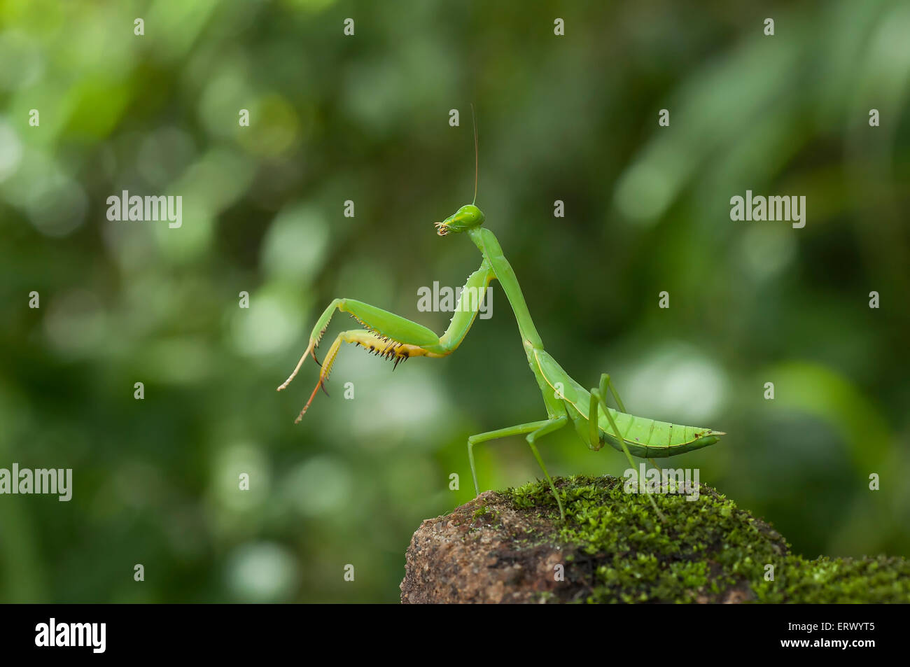 Praying mantis pose hi-res stock photography and images - Alamy