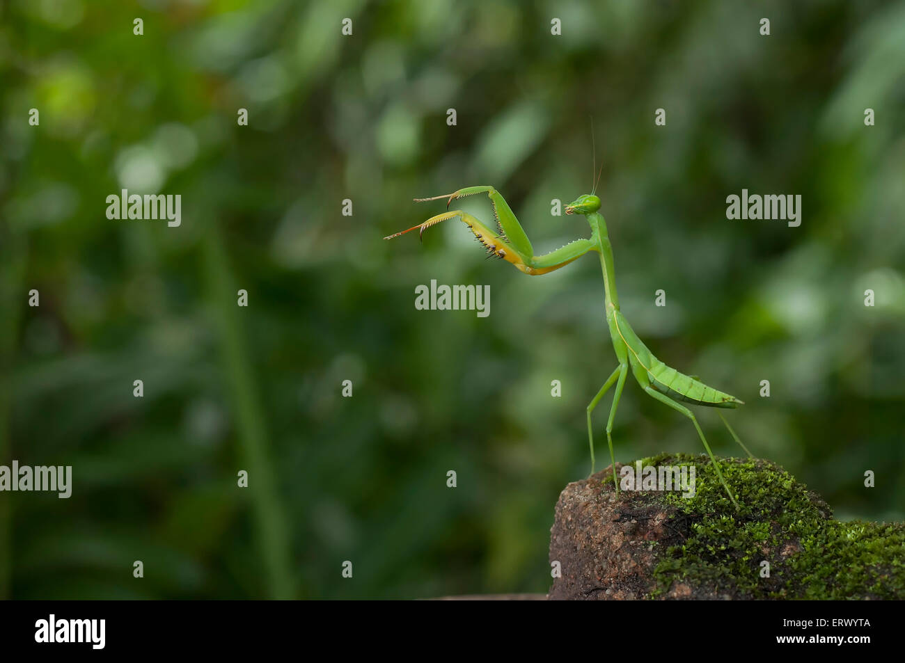 Mantis mating hi-res stock photography and images - Alamy