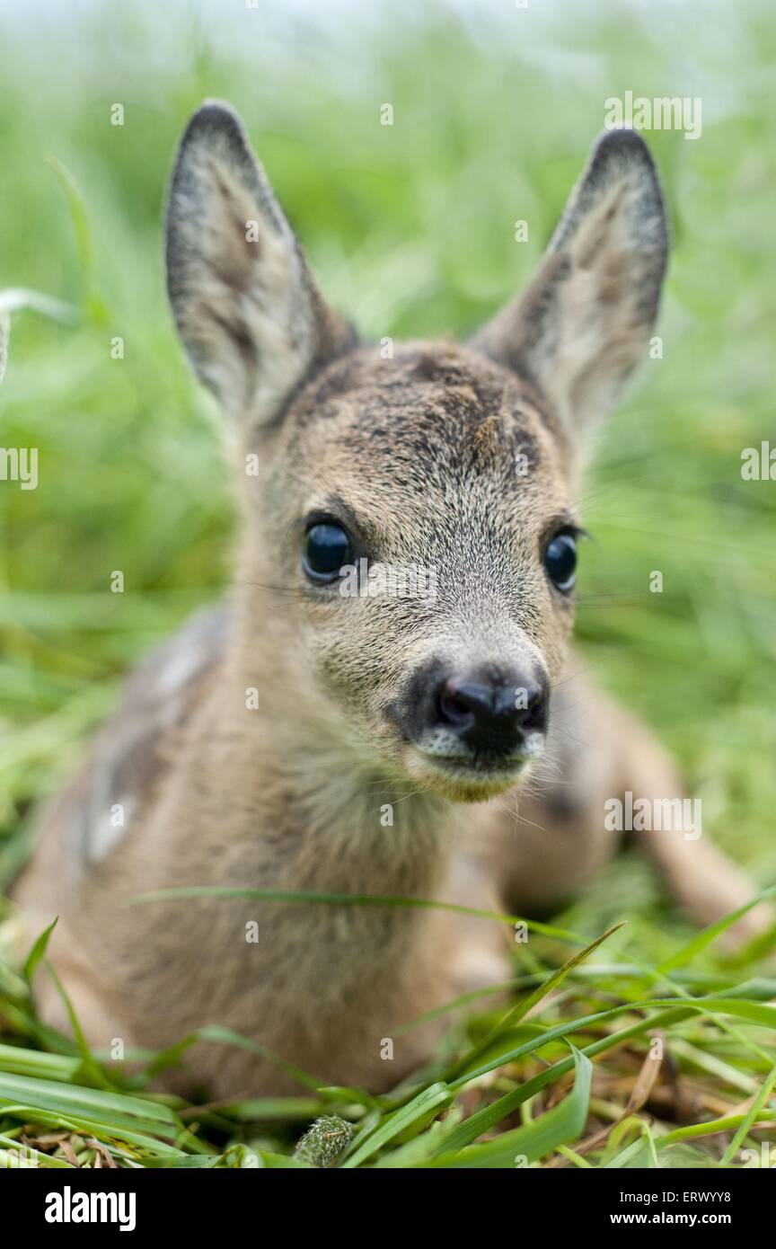roe deer kid Stock Photo - Alamy