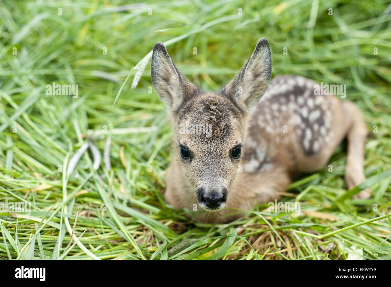 roe deer kid Stock Photo, Royalty Free Image: 83549293 - Alamy