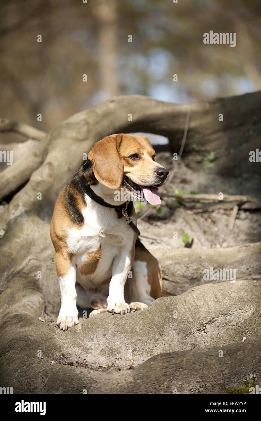 Single sit adult beagle dog hi-res stock photography and images - Alamy
