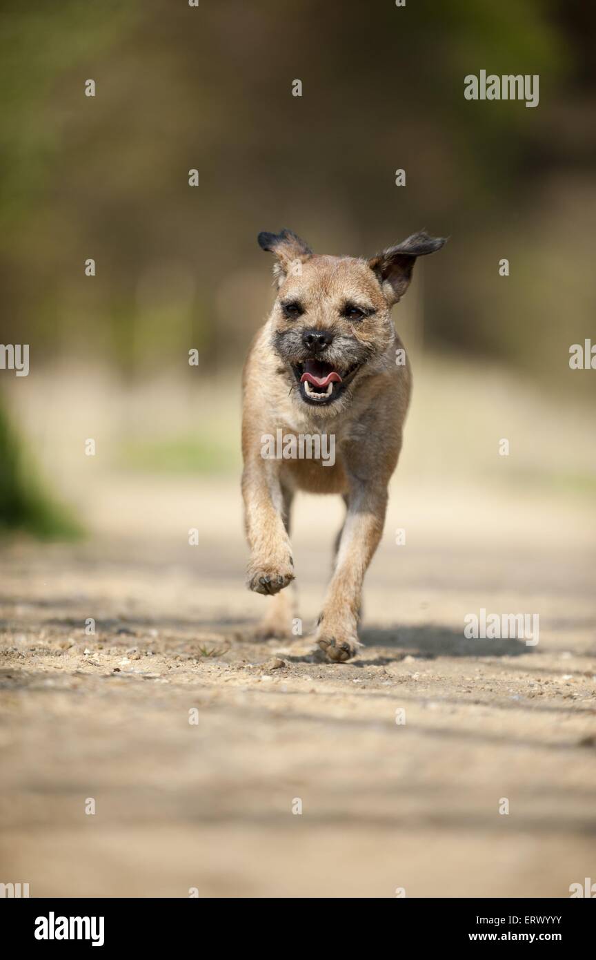running Border Terrier Stock Photo - Alamy