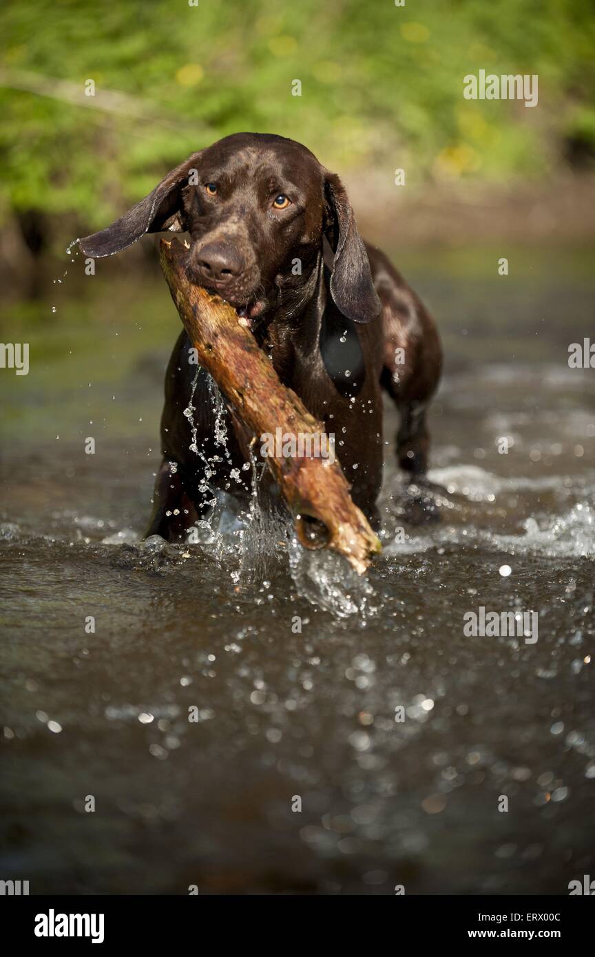 playing German shorthaired Pointer Stock Photo - Alamy