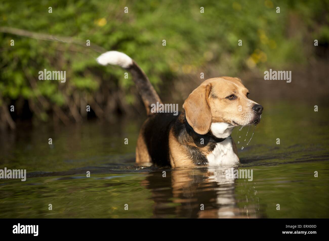 Beagle river hi-res stock photography and images - Alamy