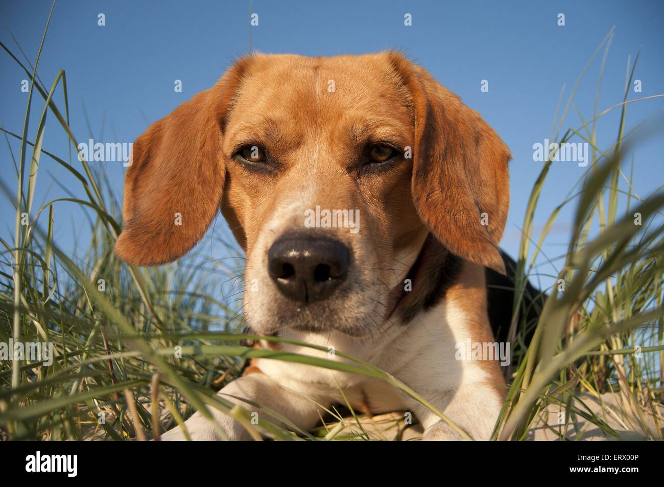 Distorted dog head hi-res stock photography and images - Alamy